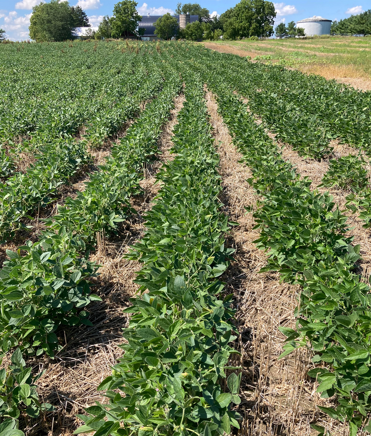 no-till-soybeans_web_v2 – New York State Climate Impacts Assessment